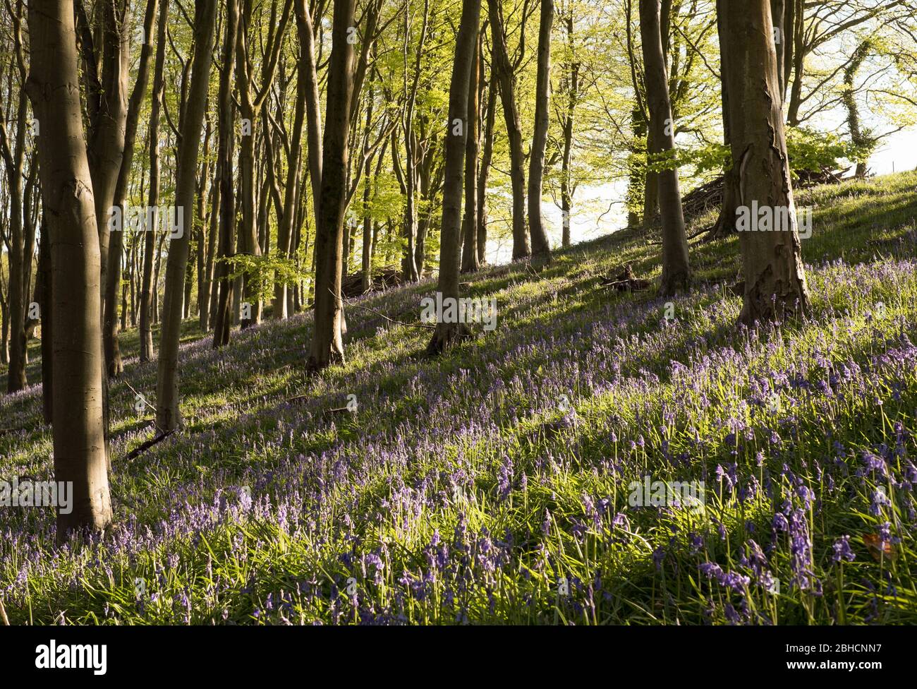 Priors wood portbury hi-res stock photography and images - Alamy