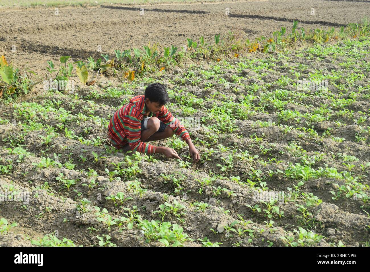 indian farmer working in his field. India Stock Photo - Alamy