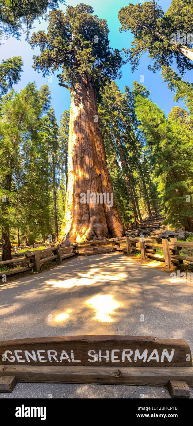 Sequoia National Park in California, USA Stock Photo - Alamy