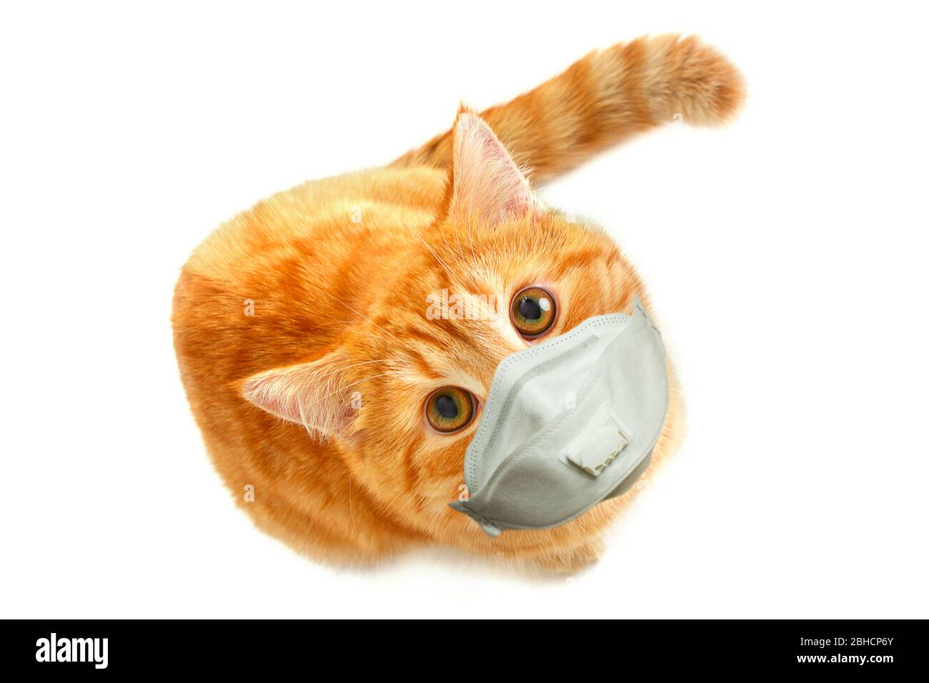 Red cat in medical face mask looking up isolated on white Stock Photo ...