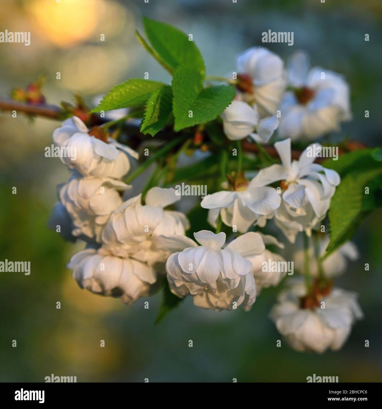 Spring background. Beautiful colorful blooming spring tree. Japanese ...