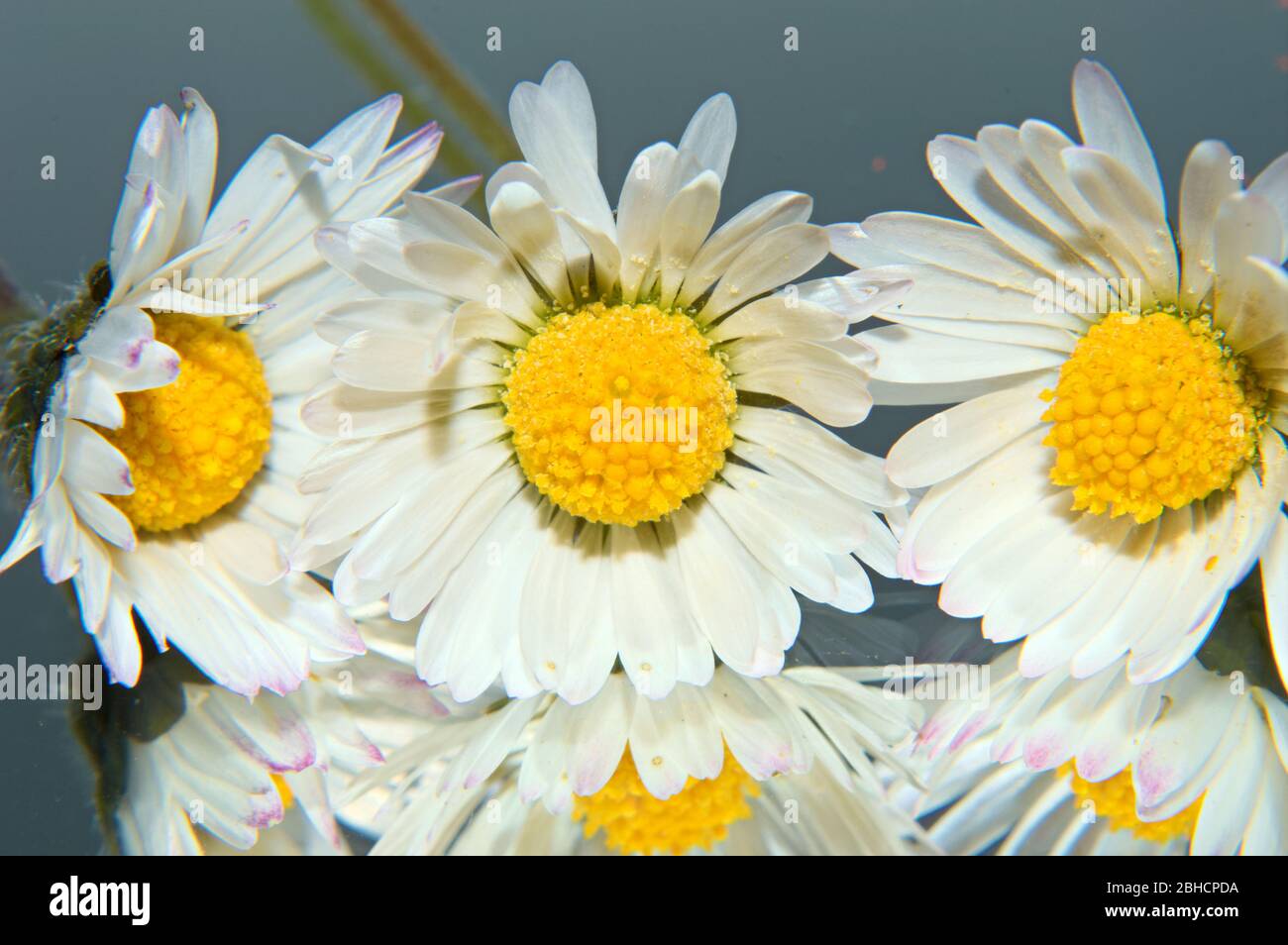 Three daisies hi-res stock photography and images - Alamy