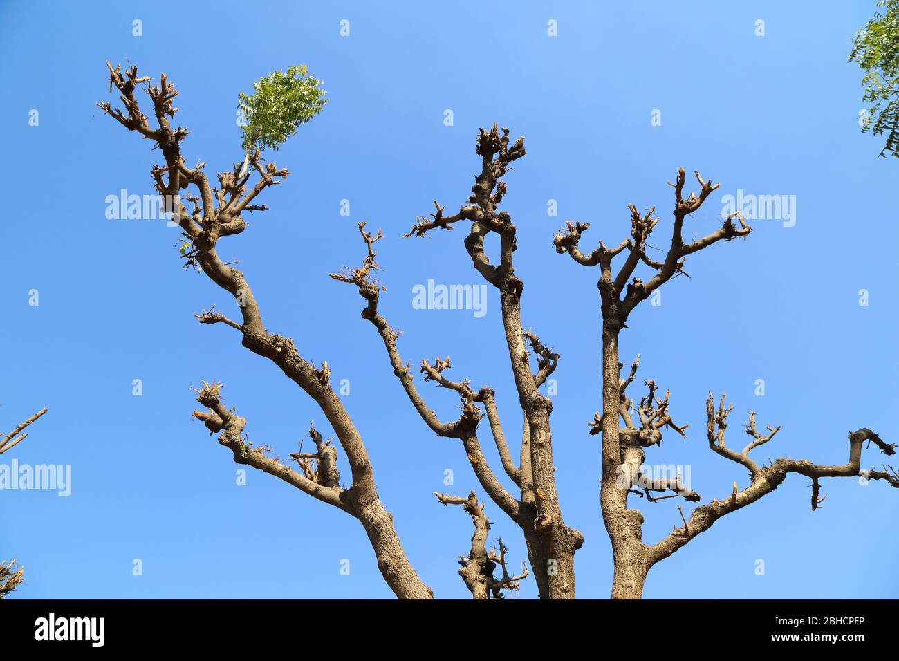 Trunk old dry tree against hi-res stock photography and images - Alamy
