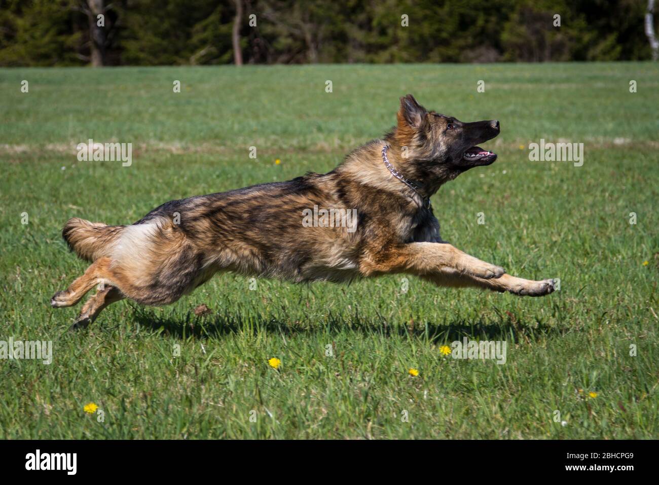 Long haired German Shepherd Dog (Alsatian) running fast Stock Photo - Alamy