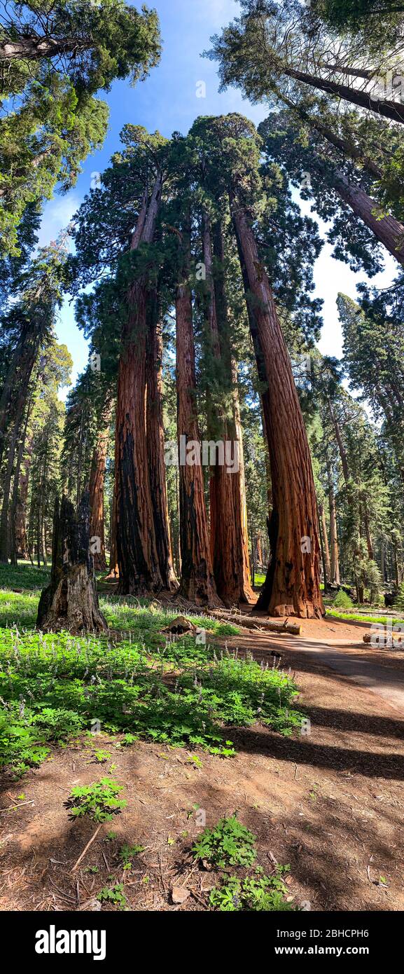 Sequoia National Park in California, USA Stock Photo - Alamy