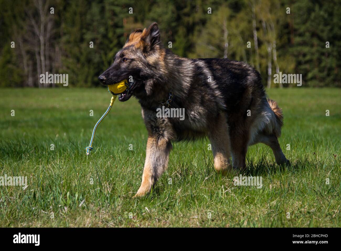 Grey german shepherd hi-res stock photography and images - Alamy