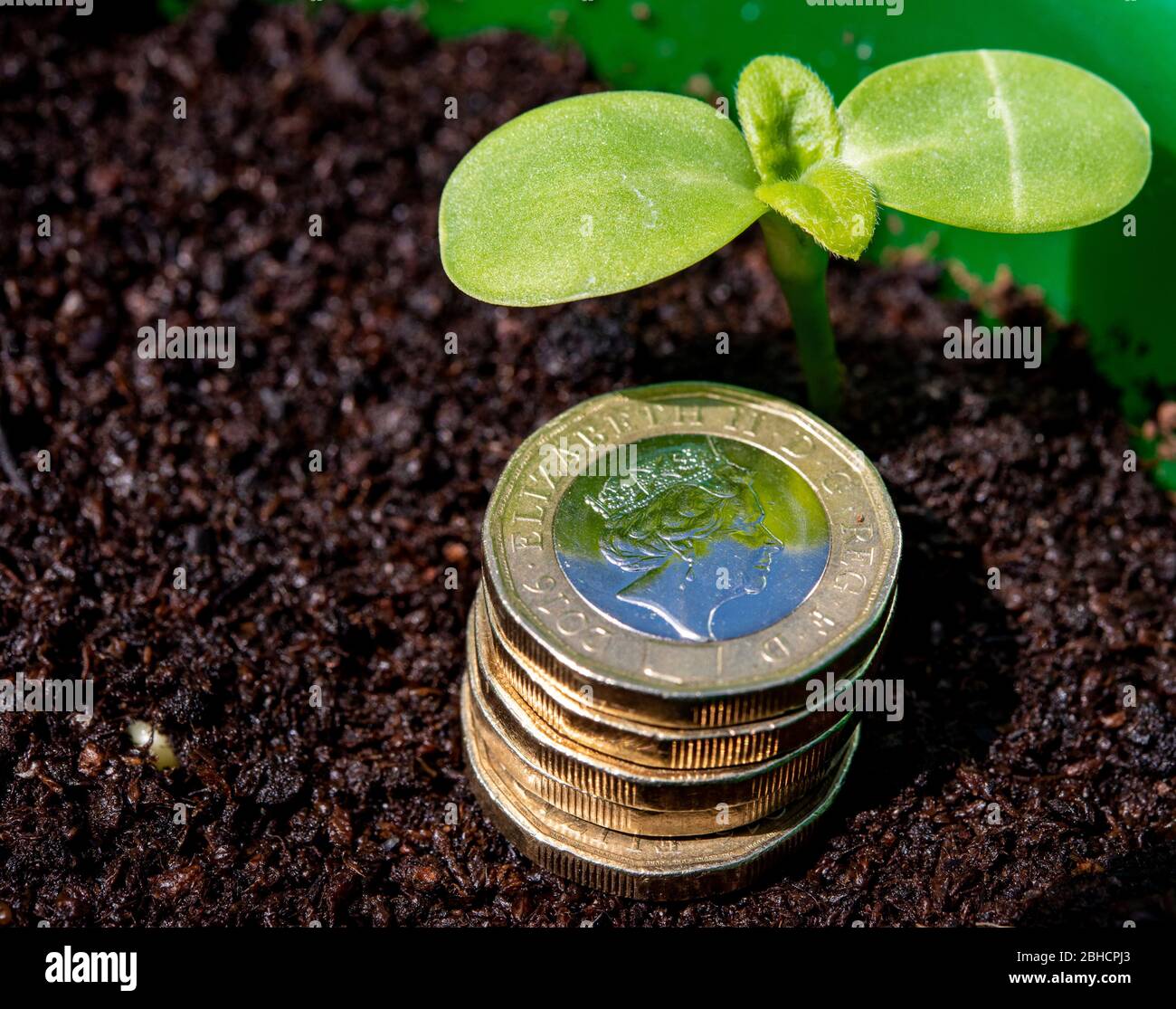 Seedling in coins hi-res stock photography and images - Alamy