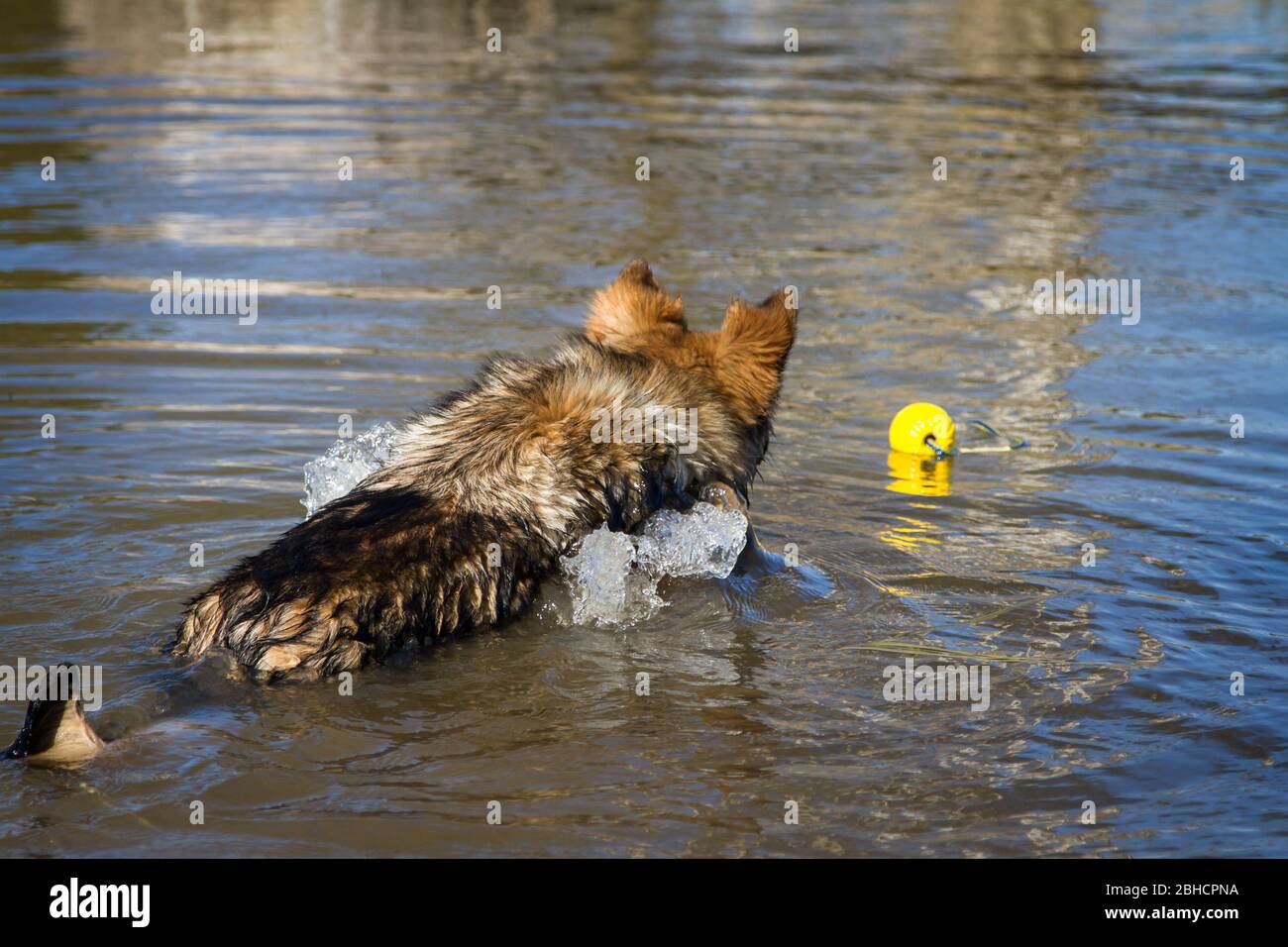 Long haired German Shepherd Dog (Alsatian) swimming in the water and ...