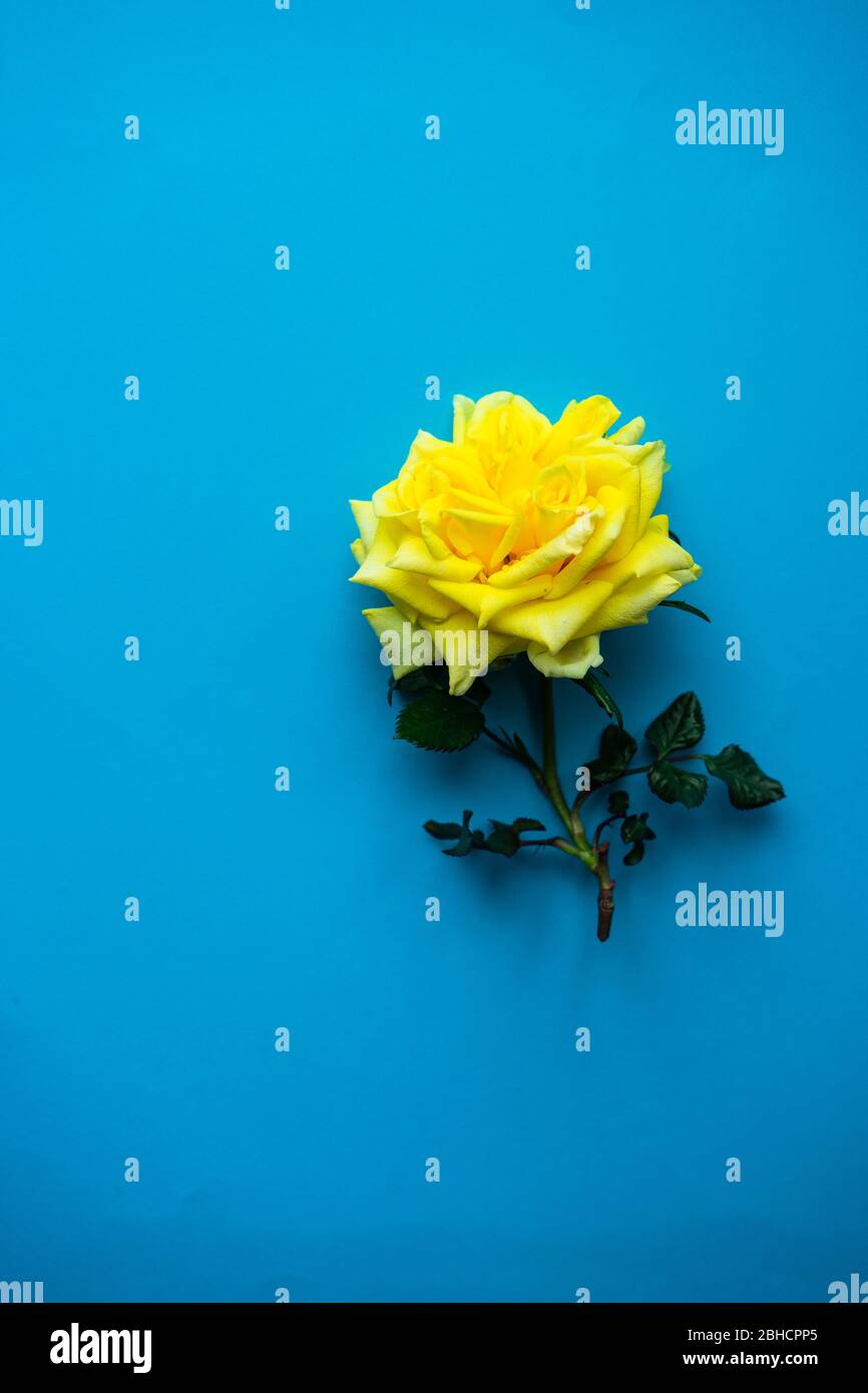 Yellow roses on blue background with copy space Stock Photo - Alamy