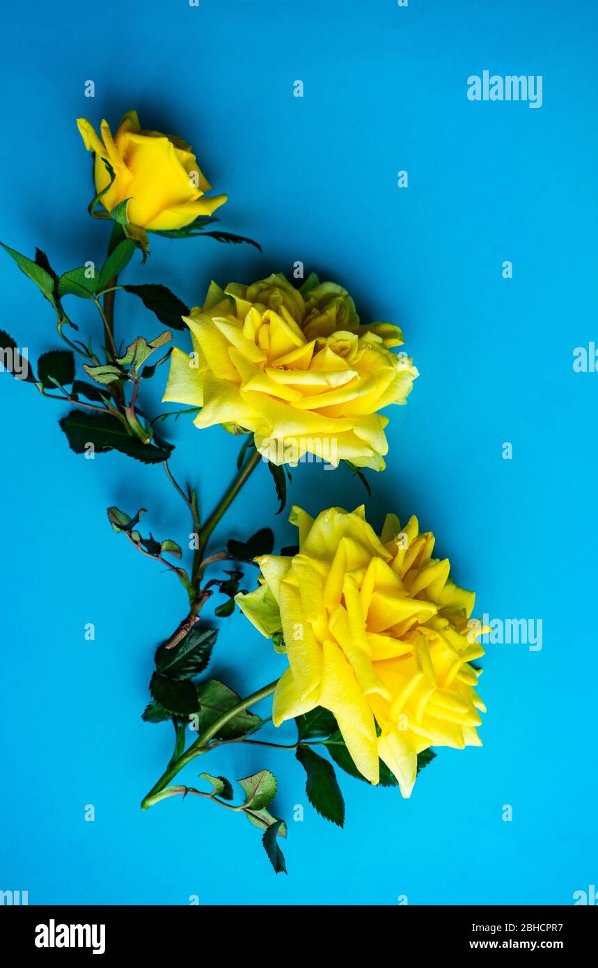 Yellow roses on blue background with copy space Stock Photo - Alamy