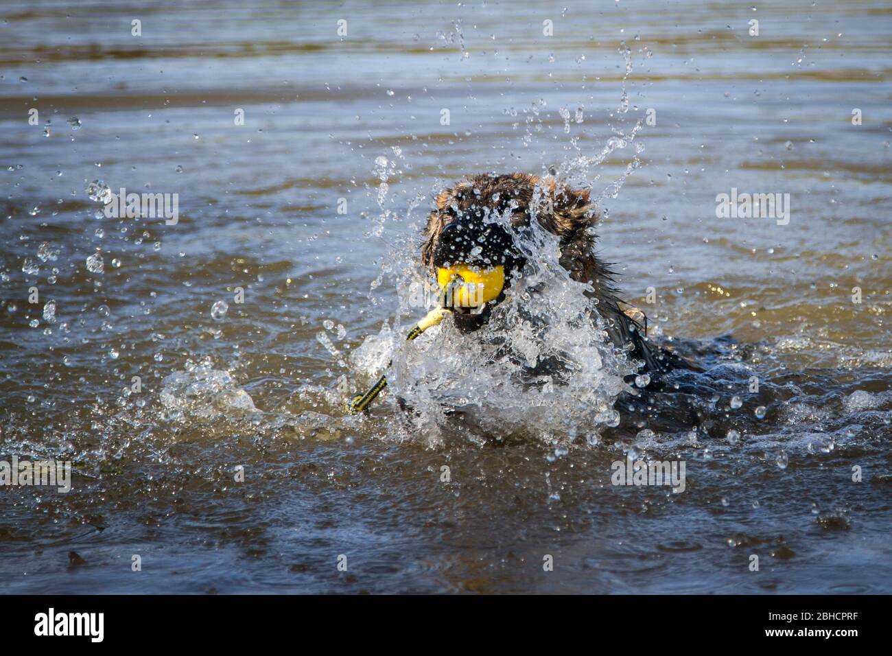 Long haired German Shepherd Dog (Alsatian) swimming in the water and ...