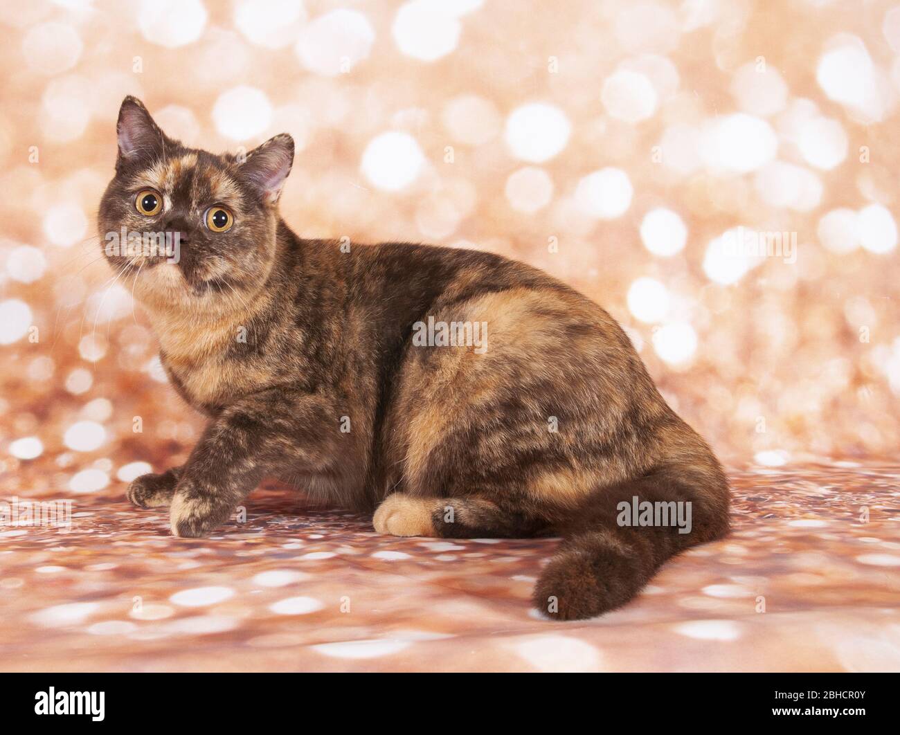 cat show on background full of color Stock Photo - Alamy