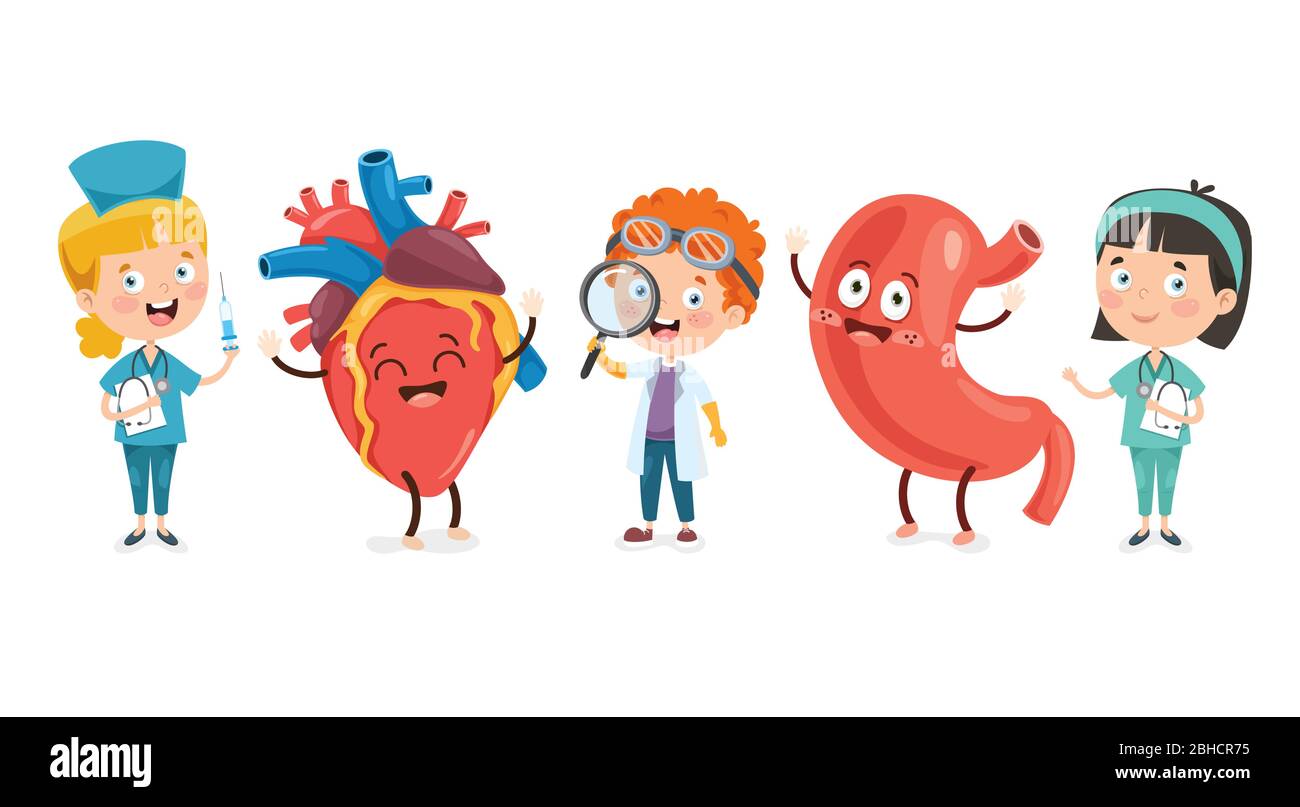 Cartoon Concept Of Human Organs Stock Vector Image & Art - Alamy