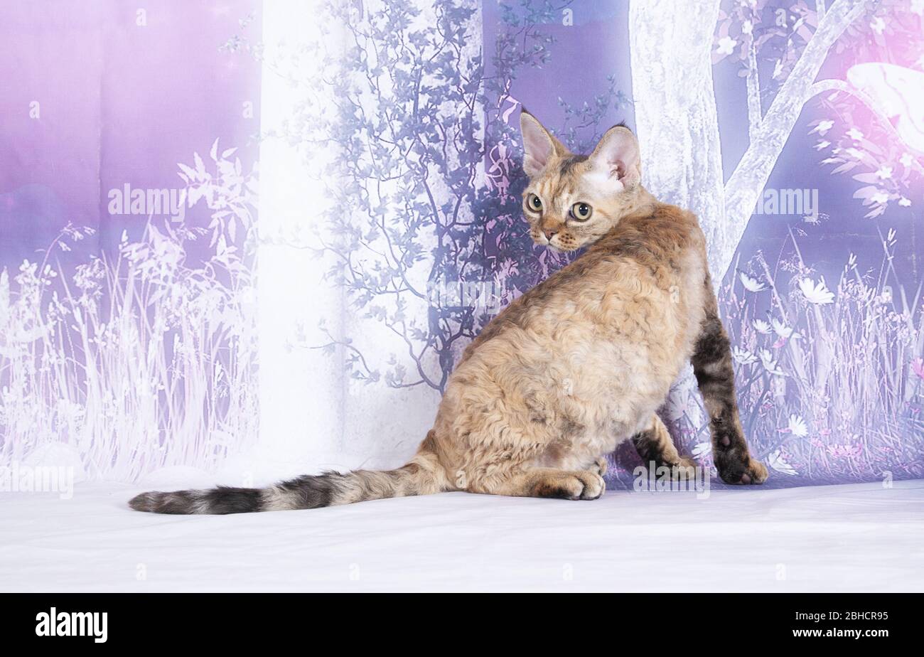 cat show on background full of color Stock Photo - Alamy