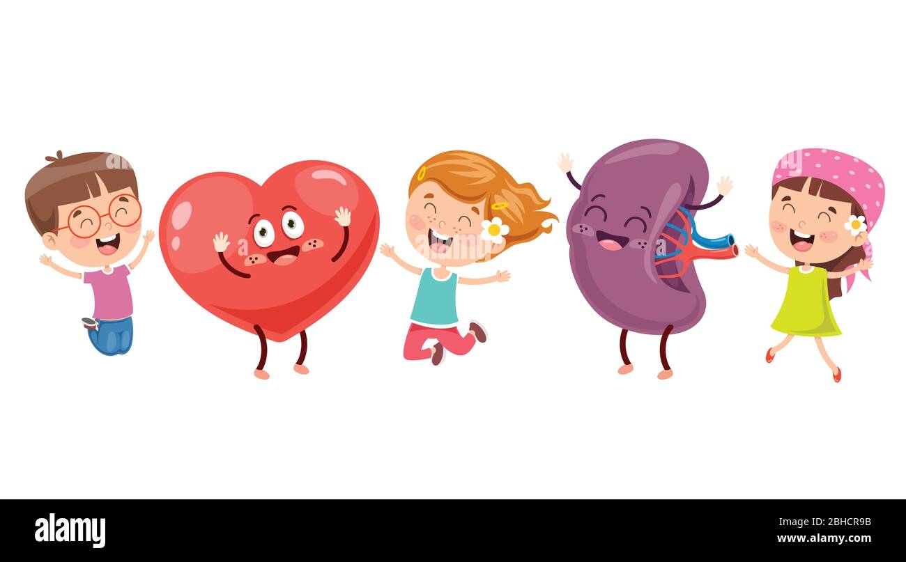 Cartoon Concept Of Human Organs Stock Vector Image & Art - Alamy