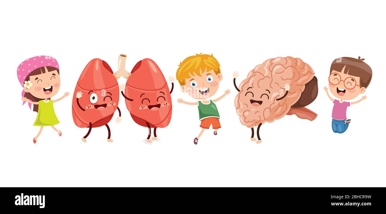 Cartoon Concept Of Human Organs Stock Vector Image & Art - Alamy