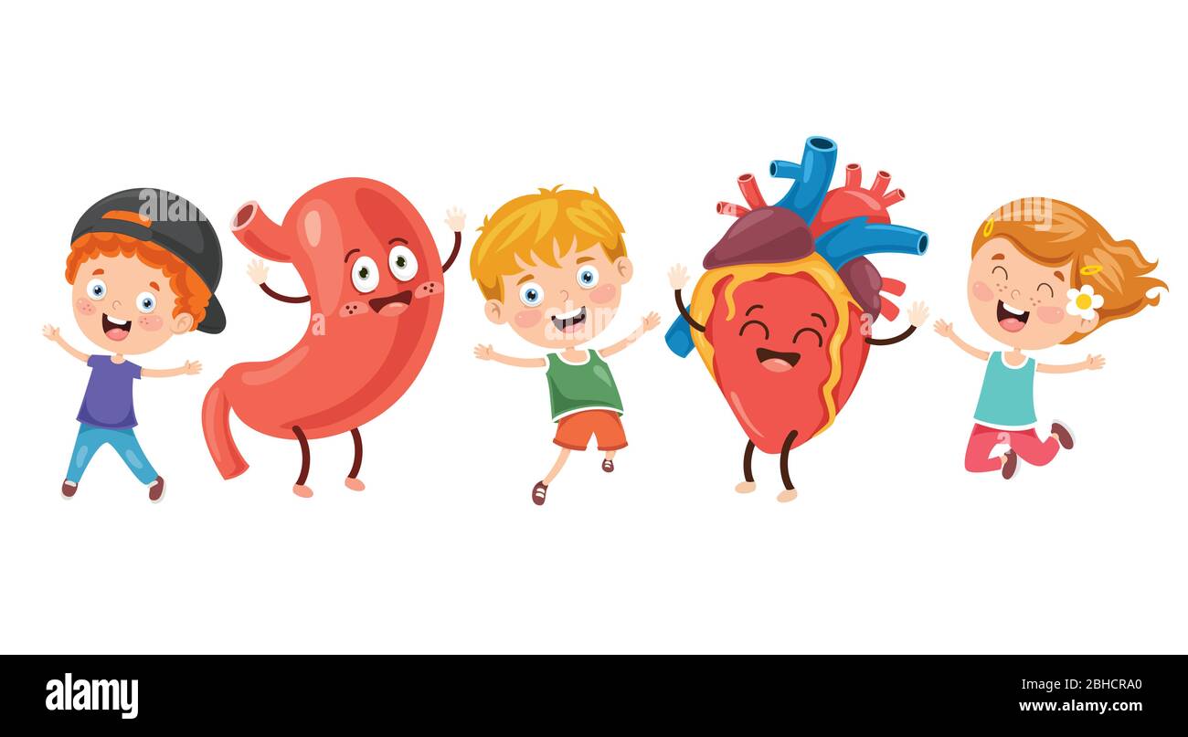 Cartoon Concept Of Human Organs Stock Vector Image & Art - Alamy