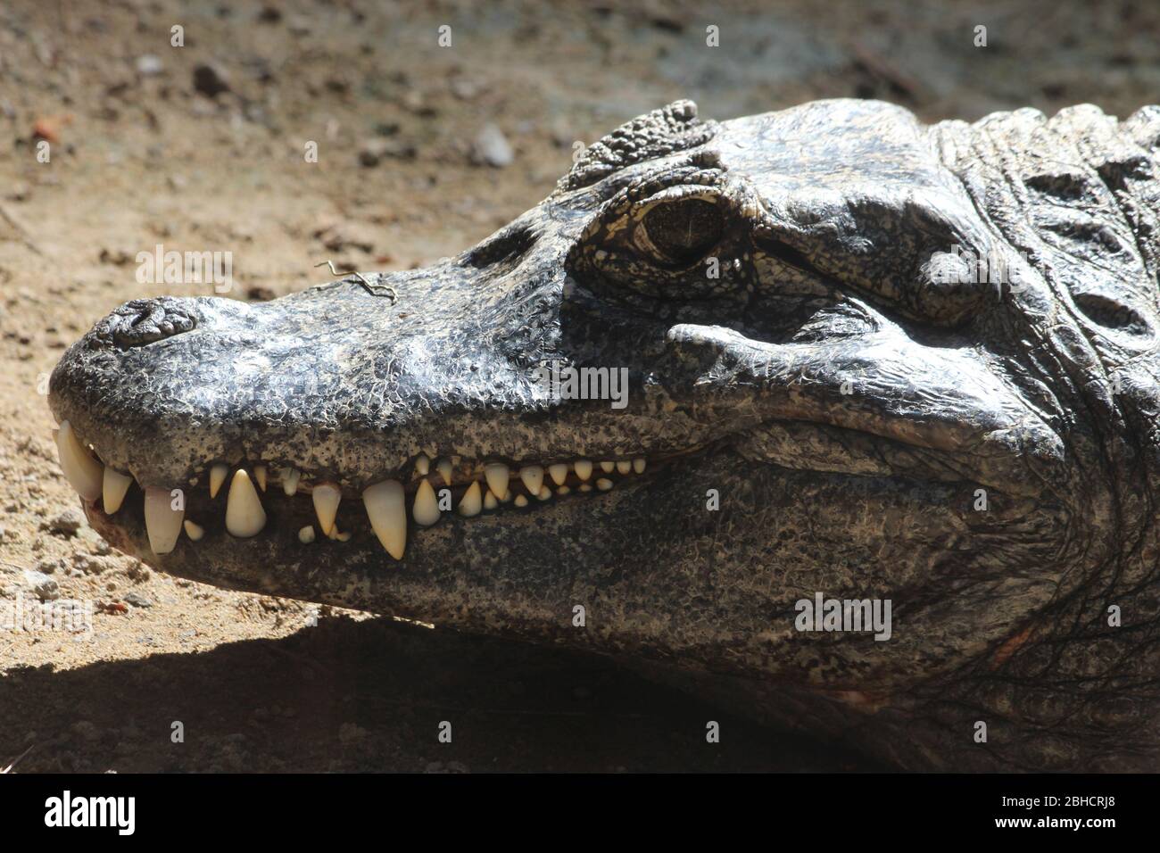 Krokodil kaiman hi-res stock photography and images - Alamy