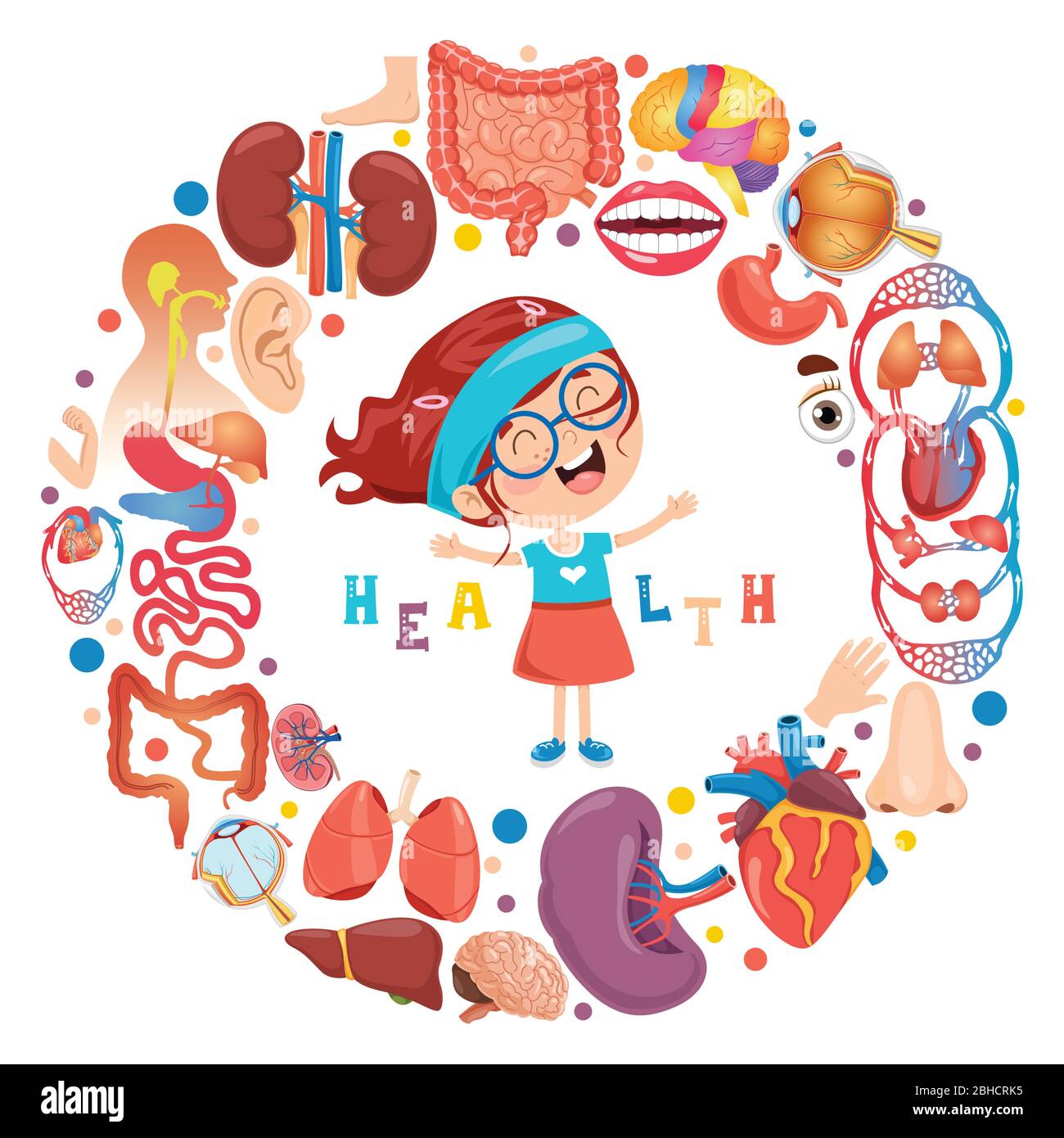 Human organs vector hi-res stock photography and images - Alamy