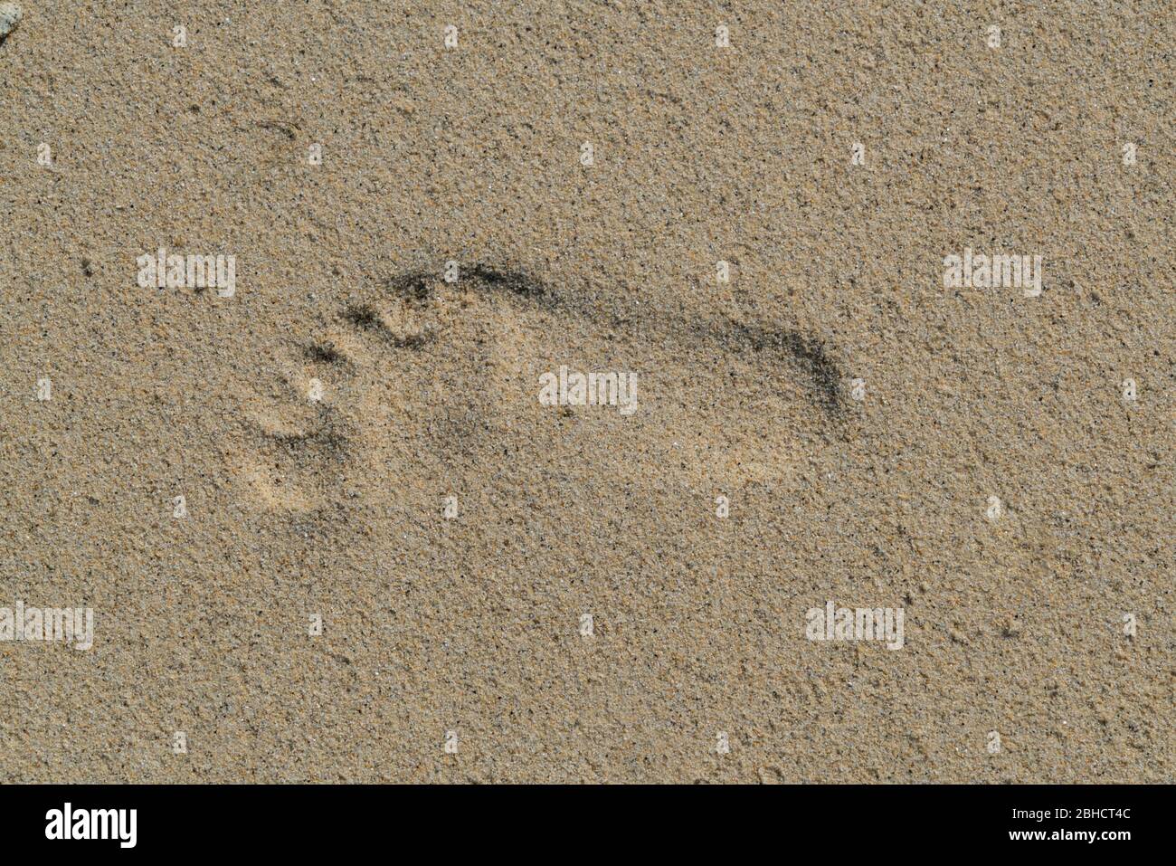 One horizontal right foot barefoot print in centre of image viewed from ...