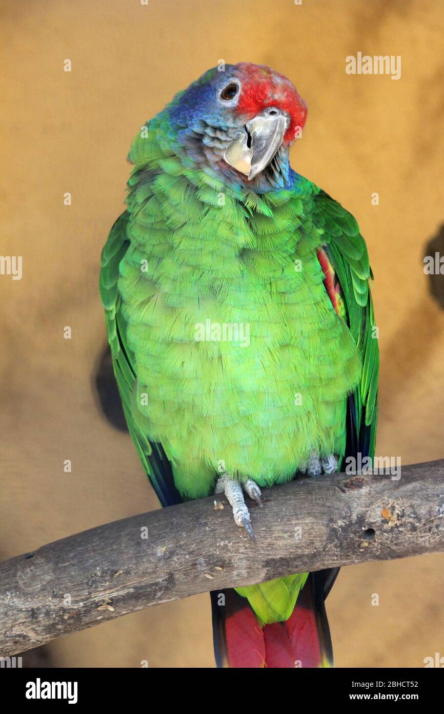 Red tailed amazon parrot hi-res stock photography and images - Alamy