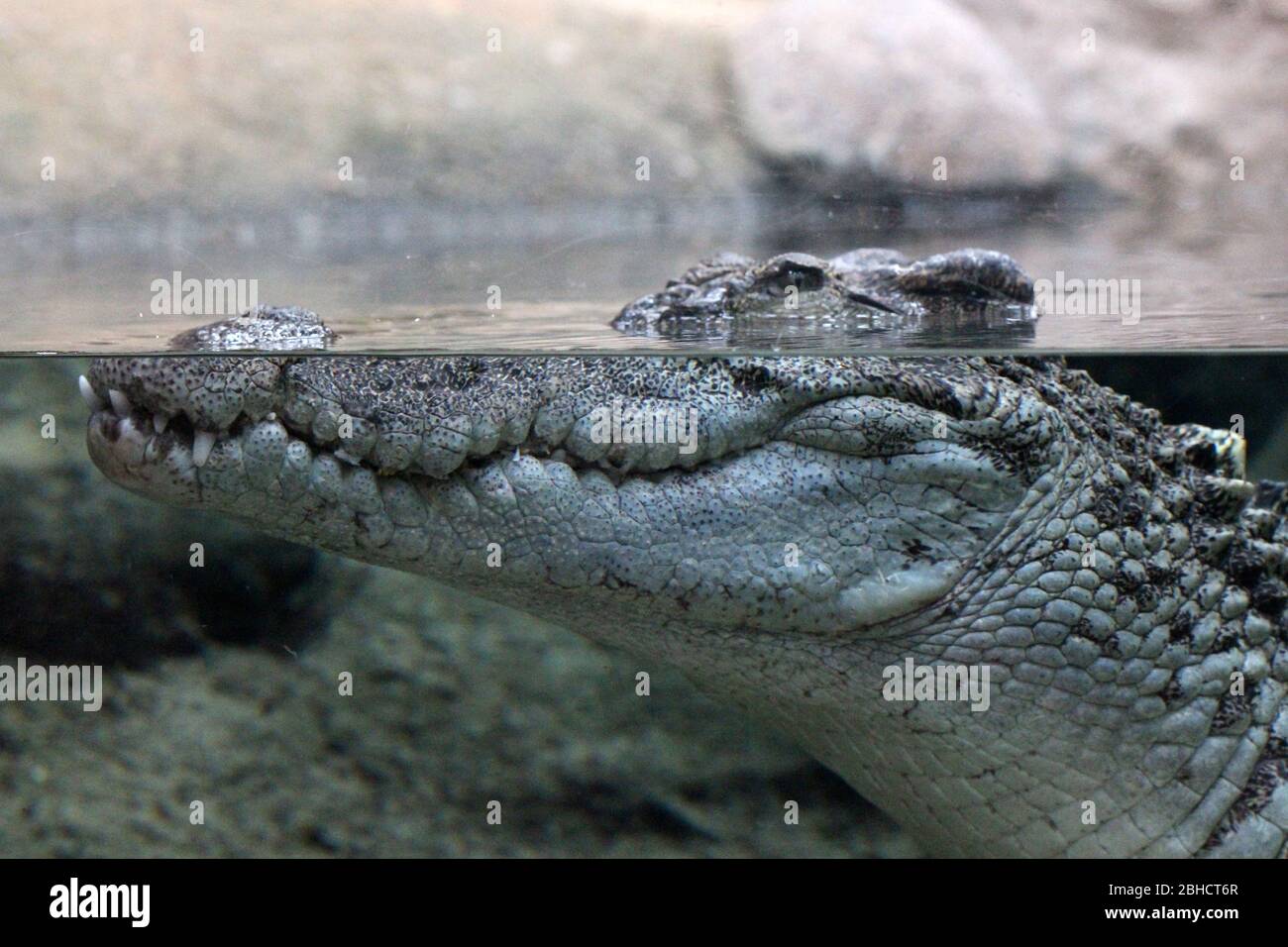 Krokodil crocodylia hi-res stock photography and images - Alamy
