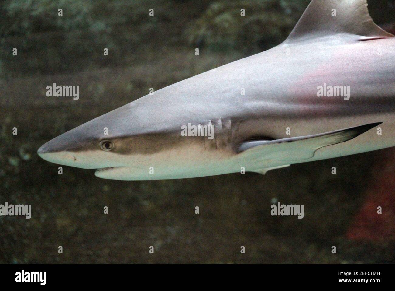 Riffhai hi-res stock photography and images - Alamy