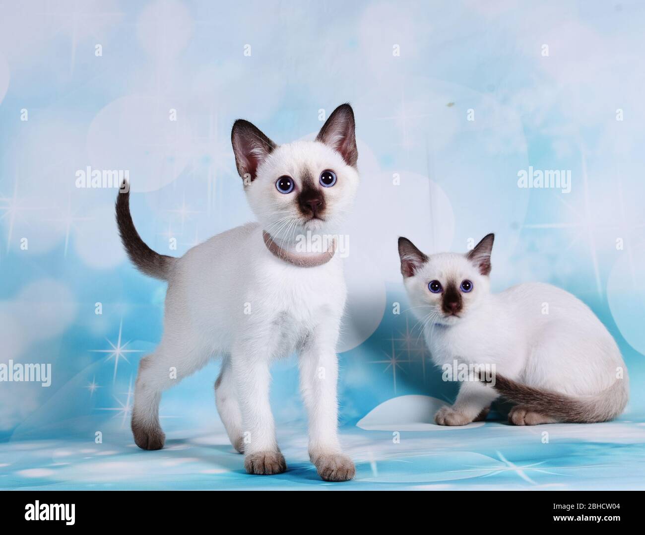 Oriental shorthair baby cat hi-res stock photography and images - Alamy