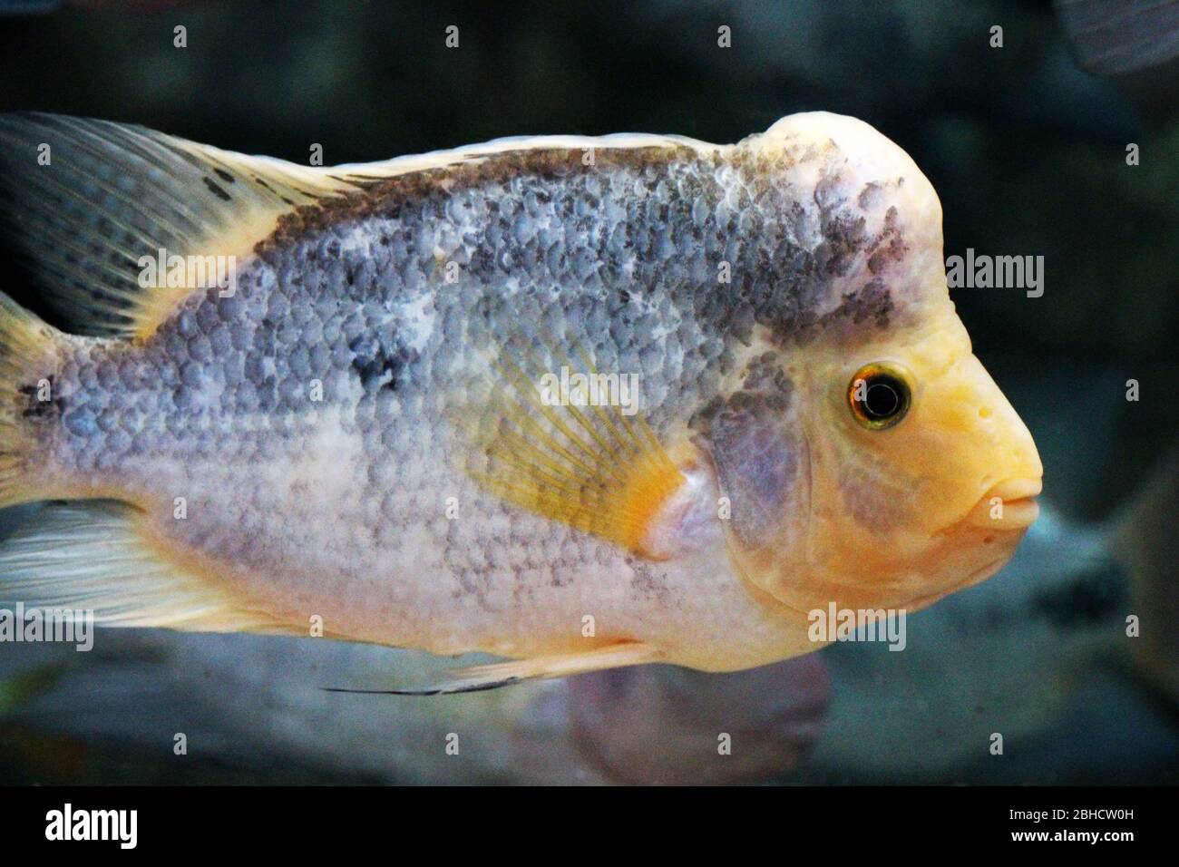 Citrinellus fish hi-res stock photography and images - Alamy