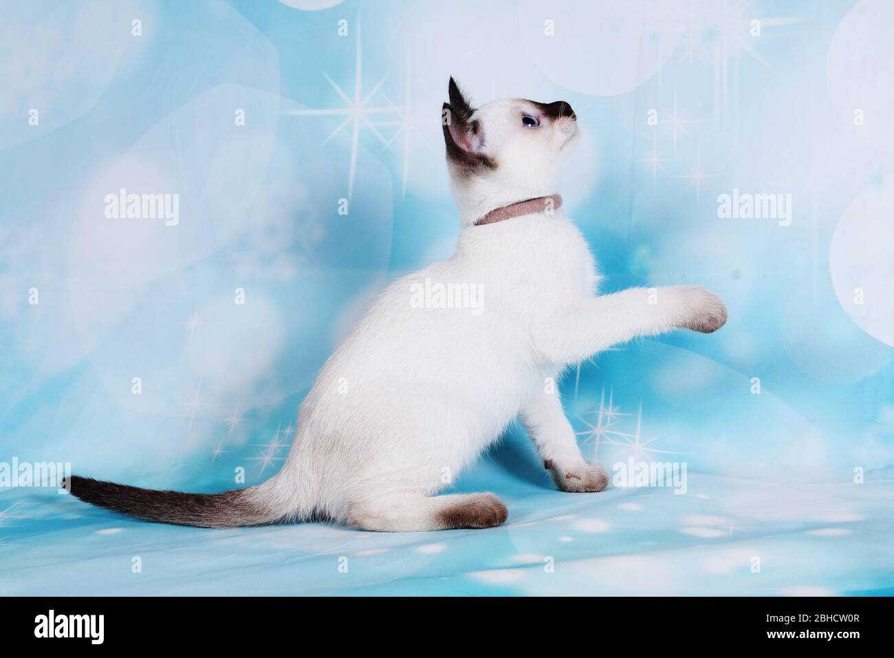 cat show on background full of color Stock Photo - Alamy