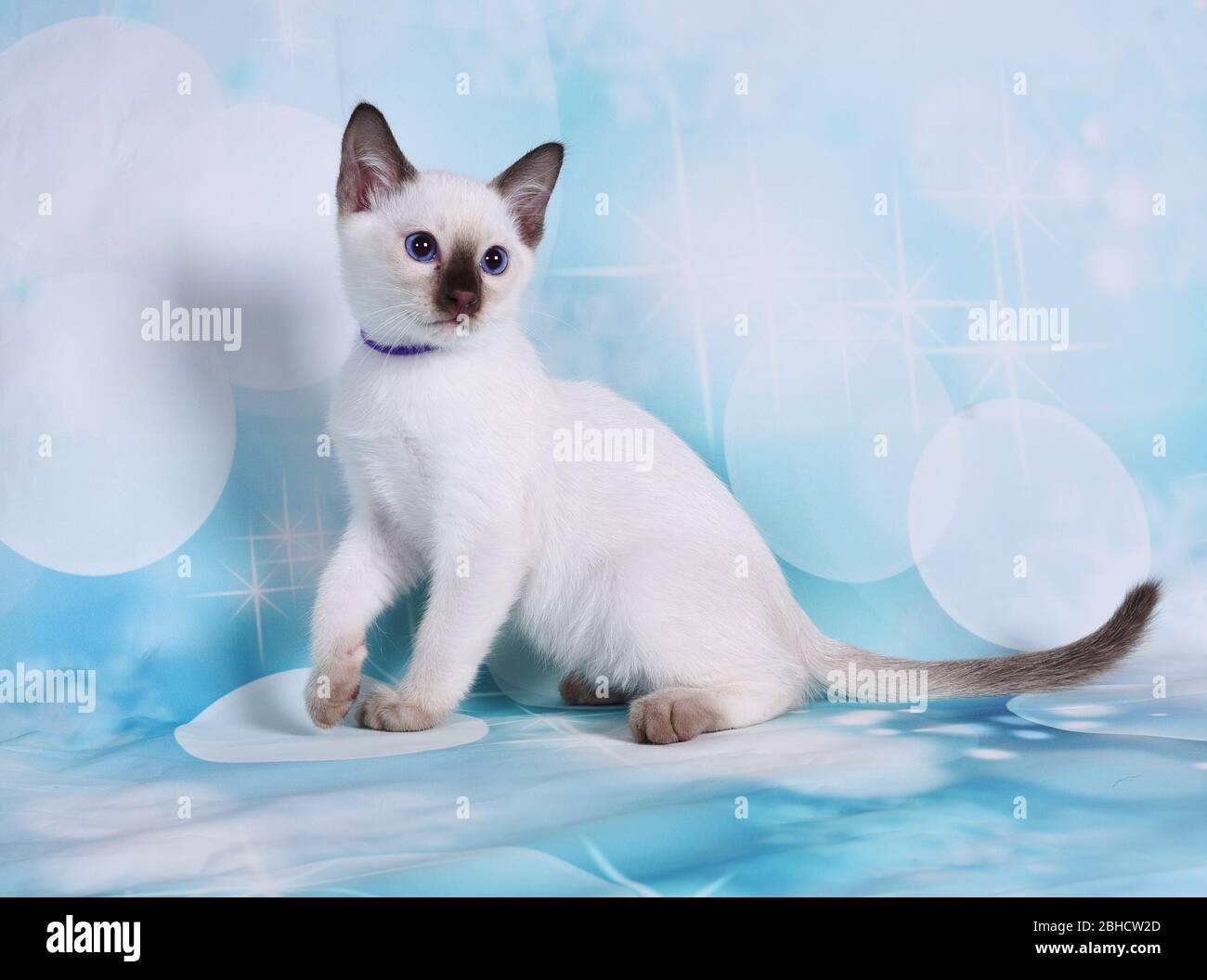 Oriental shorthair baby cat hi-res stock photography and images - Alamy