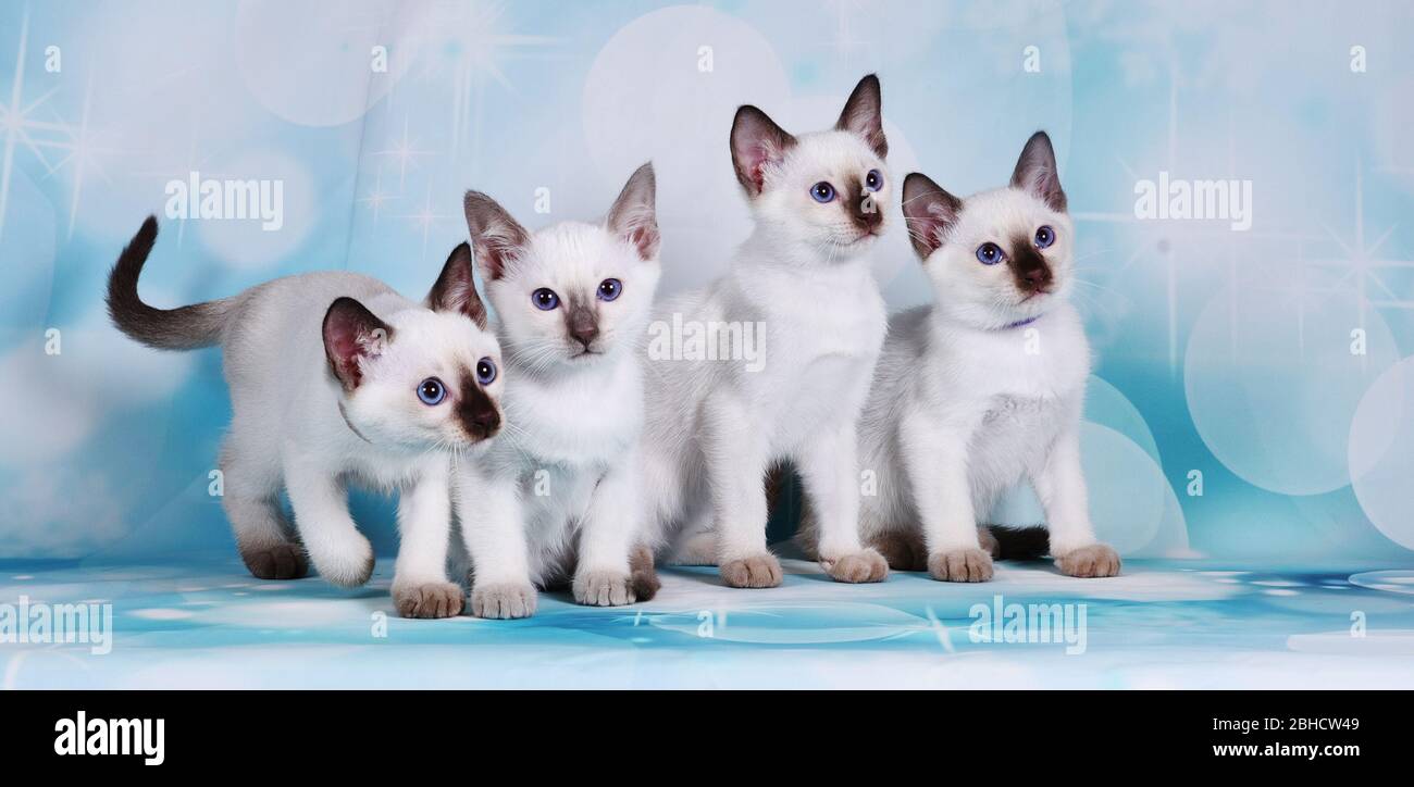 Oriental shorthair baby cat hi-res stock photography and images - Alamy