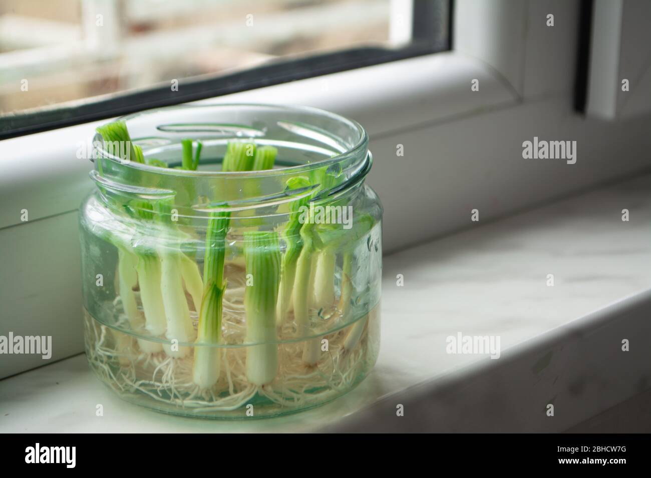 Growing green onions scallions from scraps by propagating in water in a ...