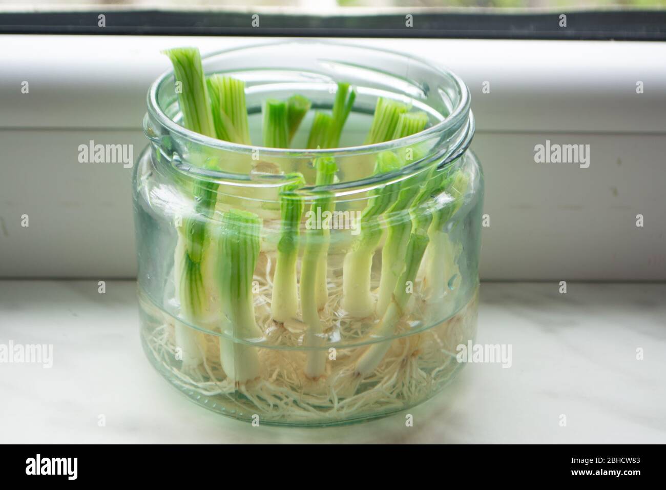 Growing green onions scallions from scraps by propagating in water in a ...