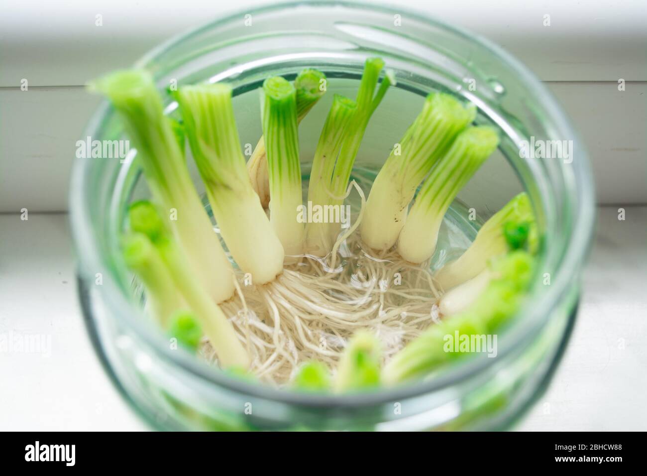 Growing green onions scallions from scraps by propagating in water in a ...