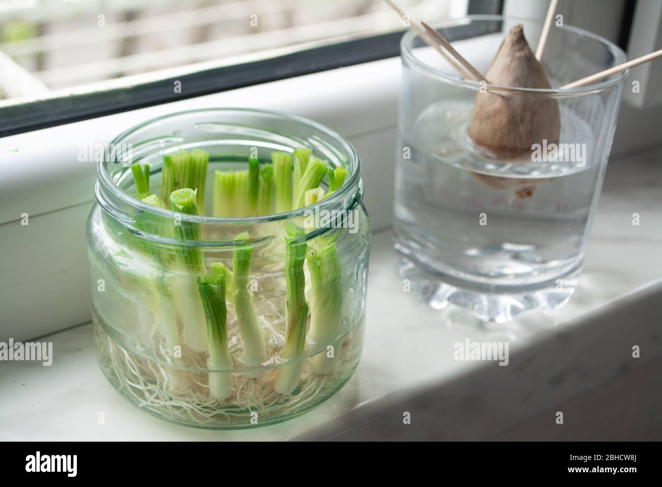 Growing green onions scallions from scraps by propagating in water in a ...