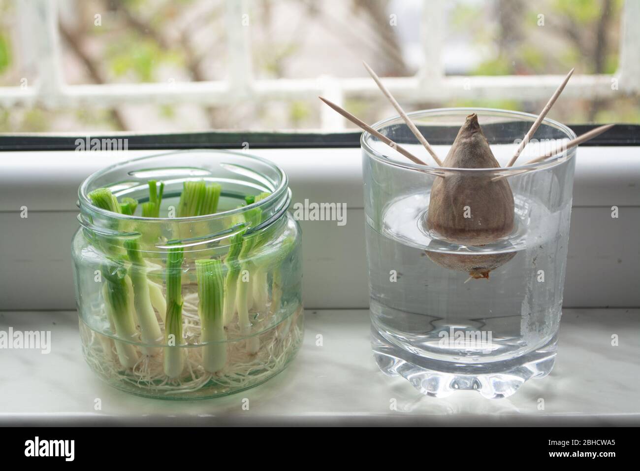 Growing green onions scallions from scraps by propagating in water in a ...