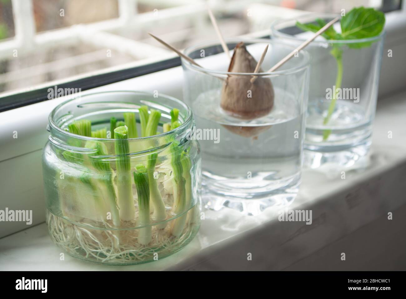Rooting jar hi-res stock photography and images - Alamy