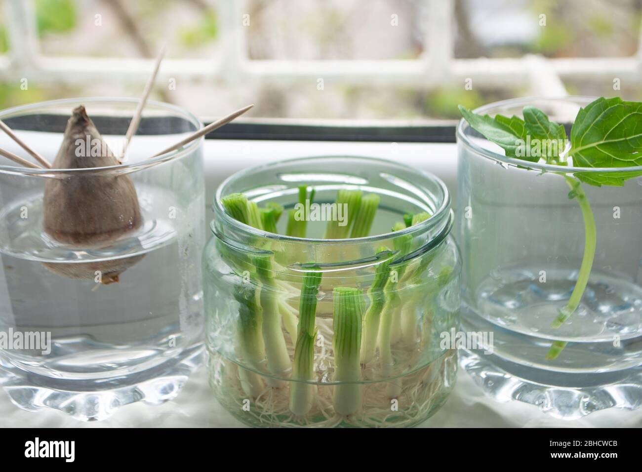 Rooting jar hi-res stock photography and images - Alamy