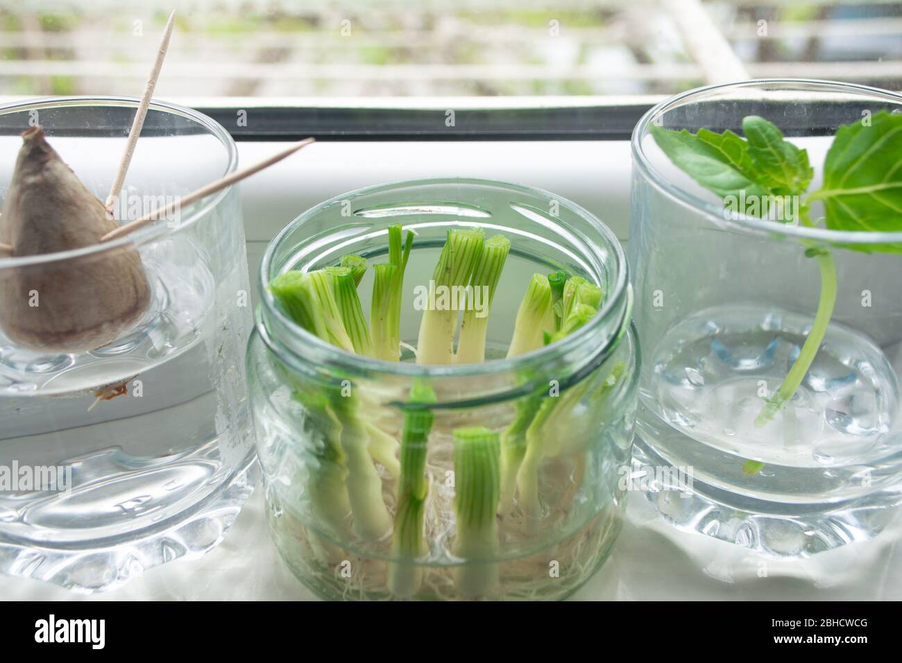 Growing green onions scallions from scraps by propagating in water in a ...