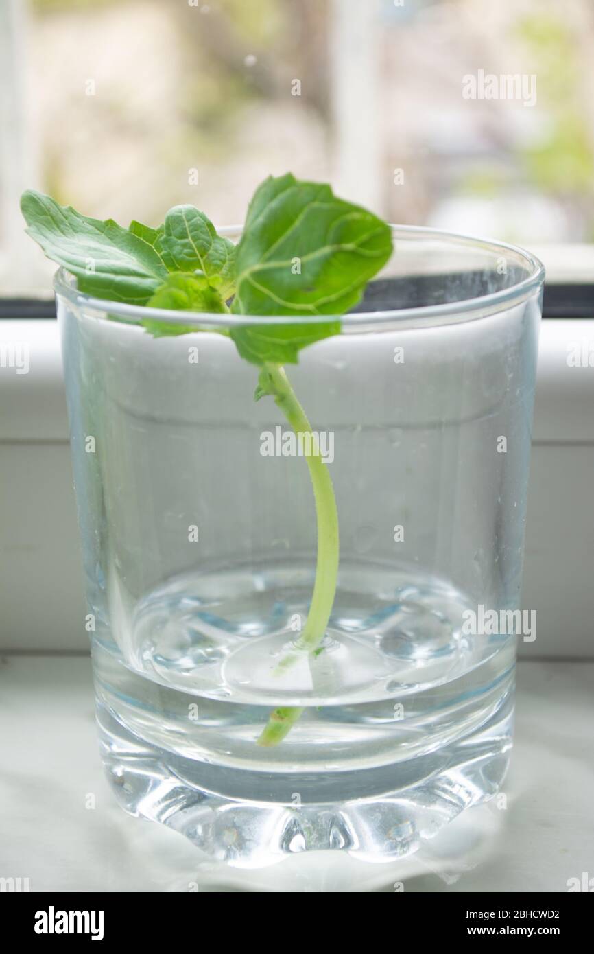 Rooting jar hi-res stock photography and images - Alamy