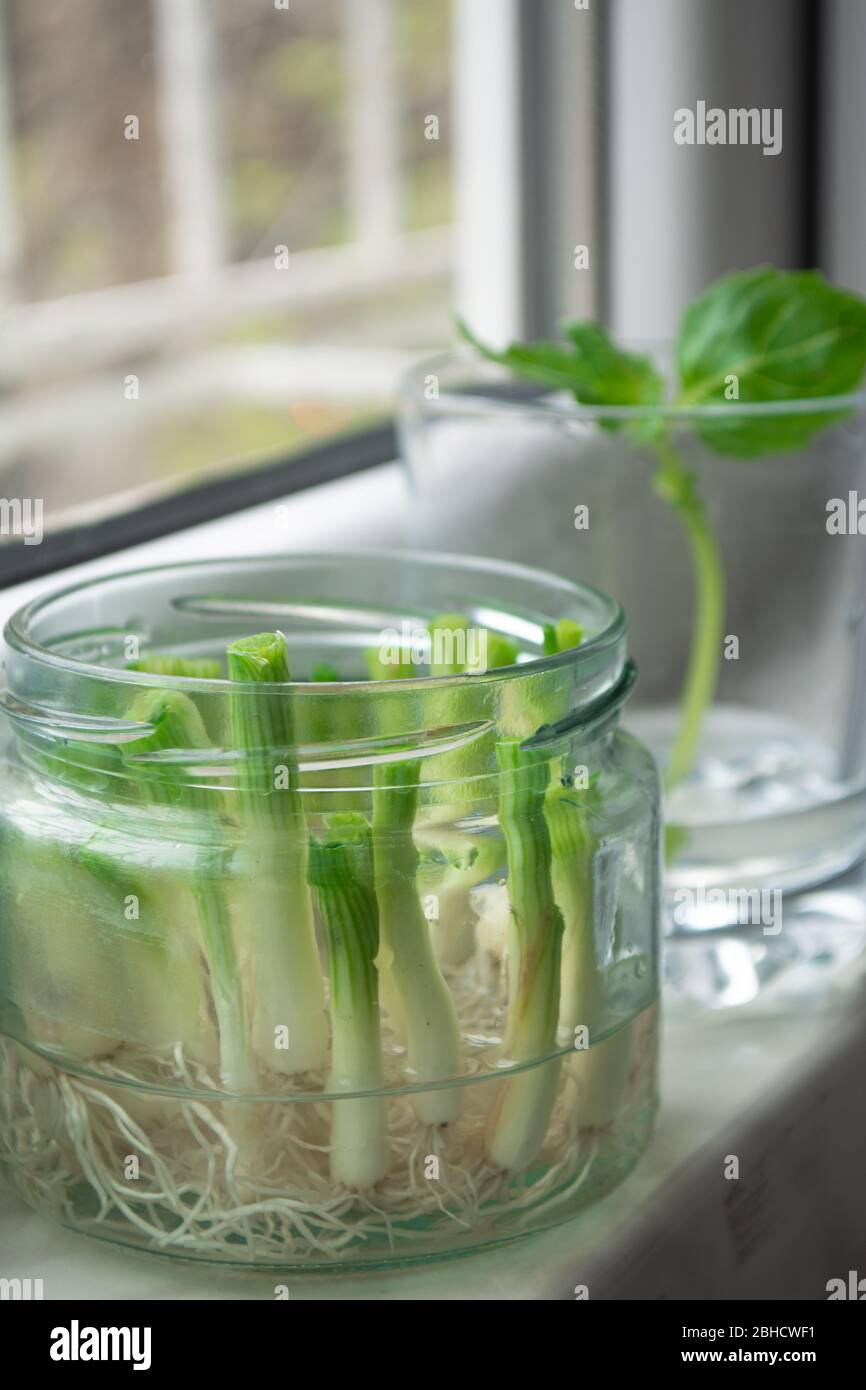 Growing green onions scallions from scraps by propagating in water in a ...