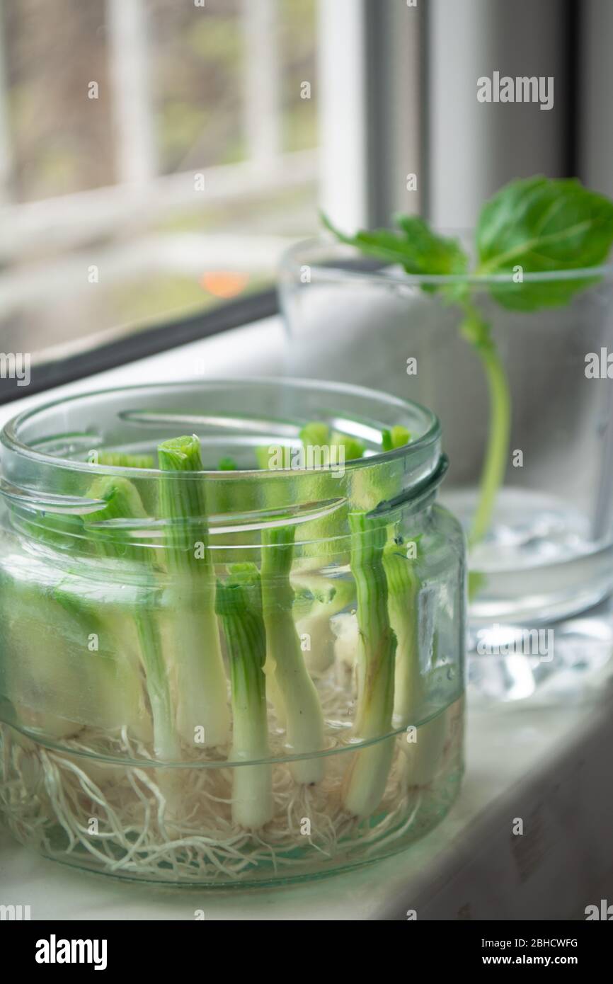 Rooting jar hi-res stock photography and images - Alamy