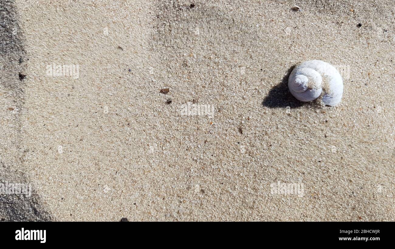 Summer concept. Shell on the sea sand. Light sand texture. The concept ...