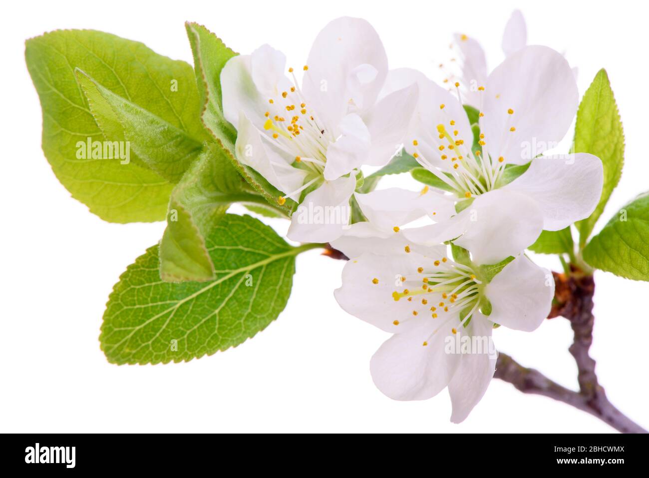 blooming blossoms of plum tree isolated over white background Stock ...