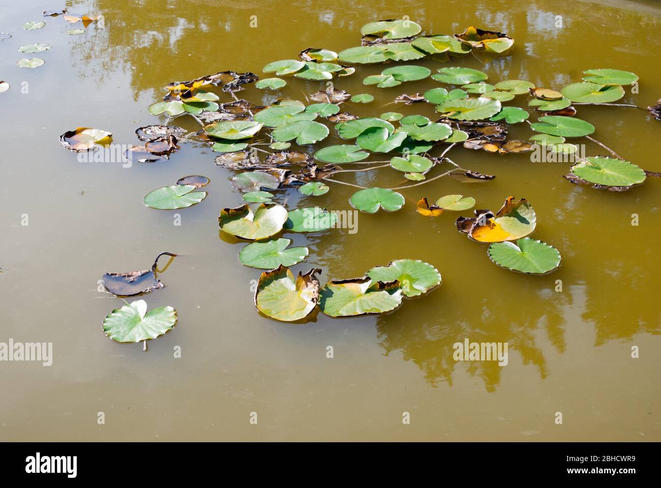 Marsh plants. Vegetation on the surface of the swamp. Background Stock ...