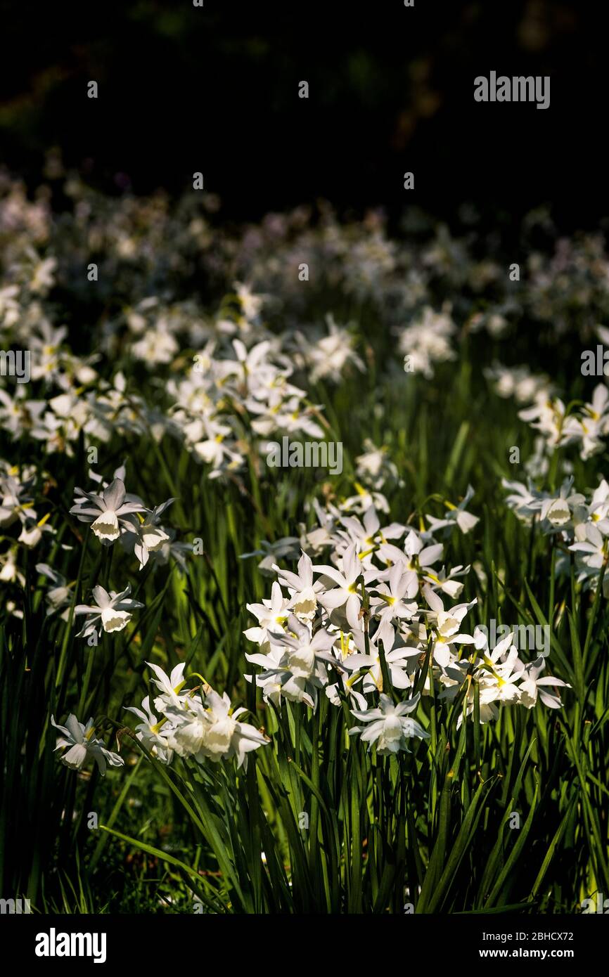 White Daffodils Narcissus growing in a woodland Stock Photo - Alamy