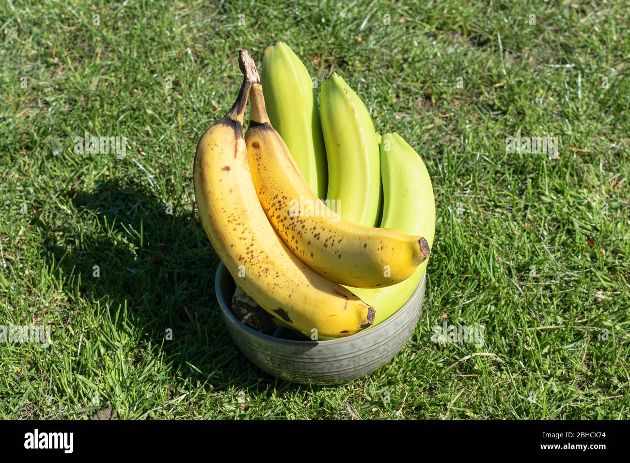 A bunch of unripe and ripe bananas in a small bowl Stock Photo - Alamy
