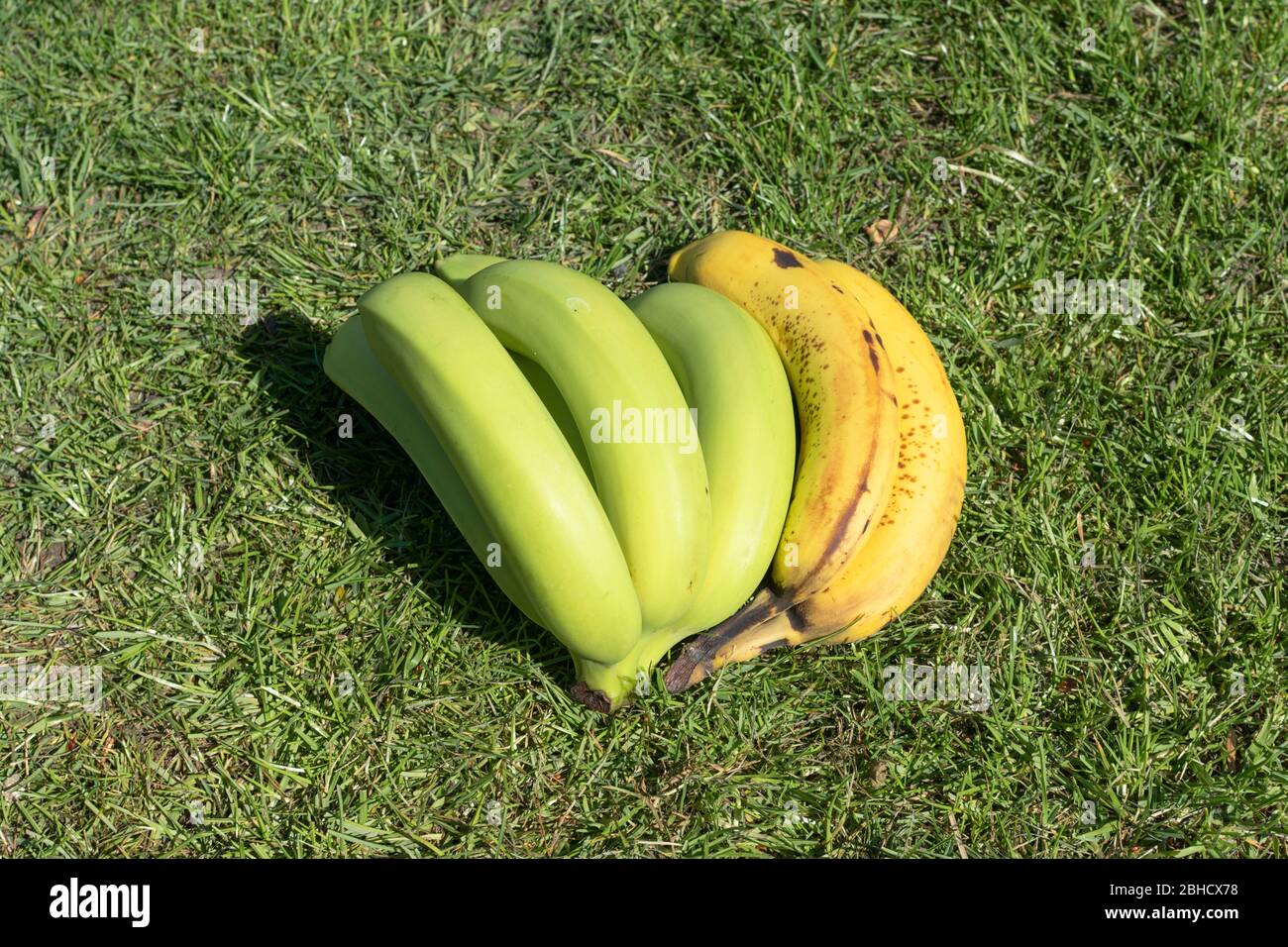 A bunch of unripe and ripe bananas lie in the green grass Stock Photo ...