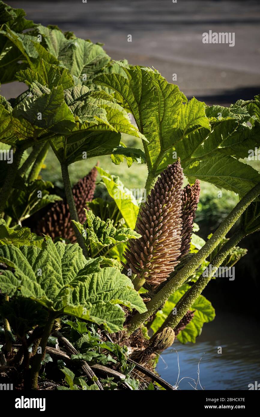 Spike inflorescence hi-res stock photography and images - Alamy